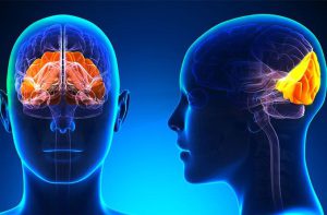 Causes of Damage to the Right Posterior Frontal Lobe - EsHealthTips