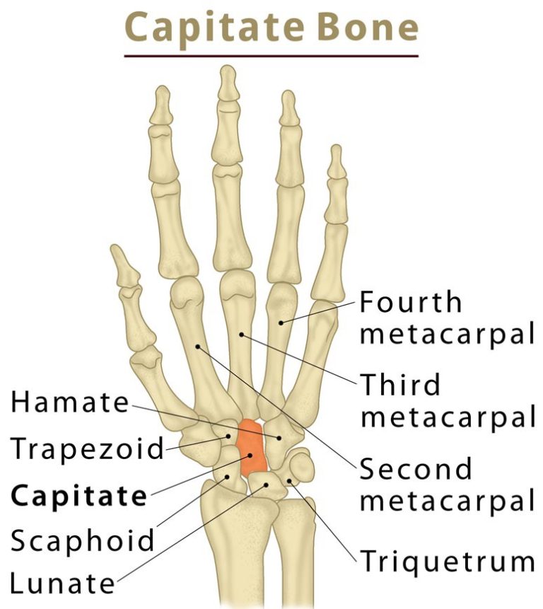 What Are the Human Wrist Bones? - EsHealthTips
