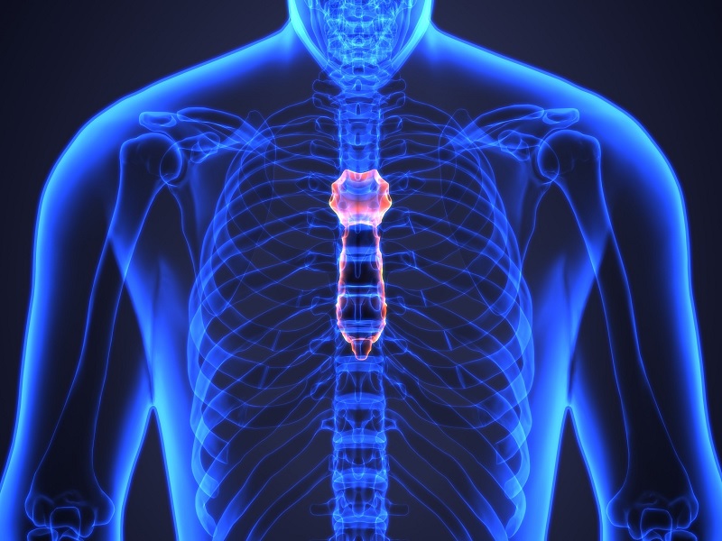 An Overview of the Human Sternum - EsHealthTips